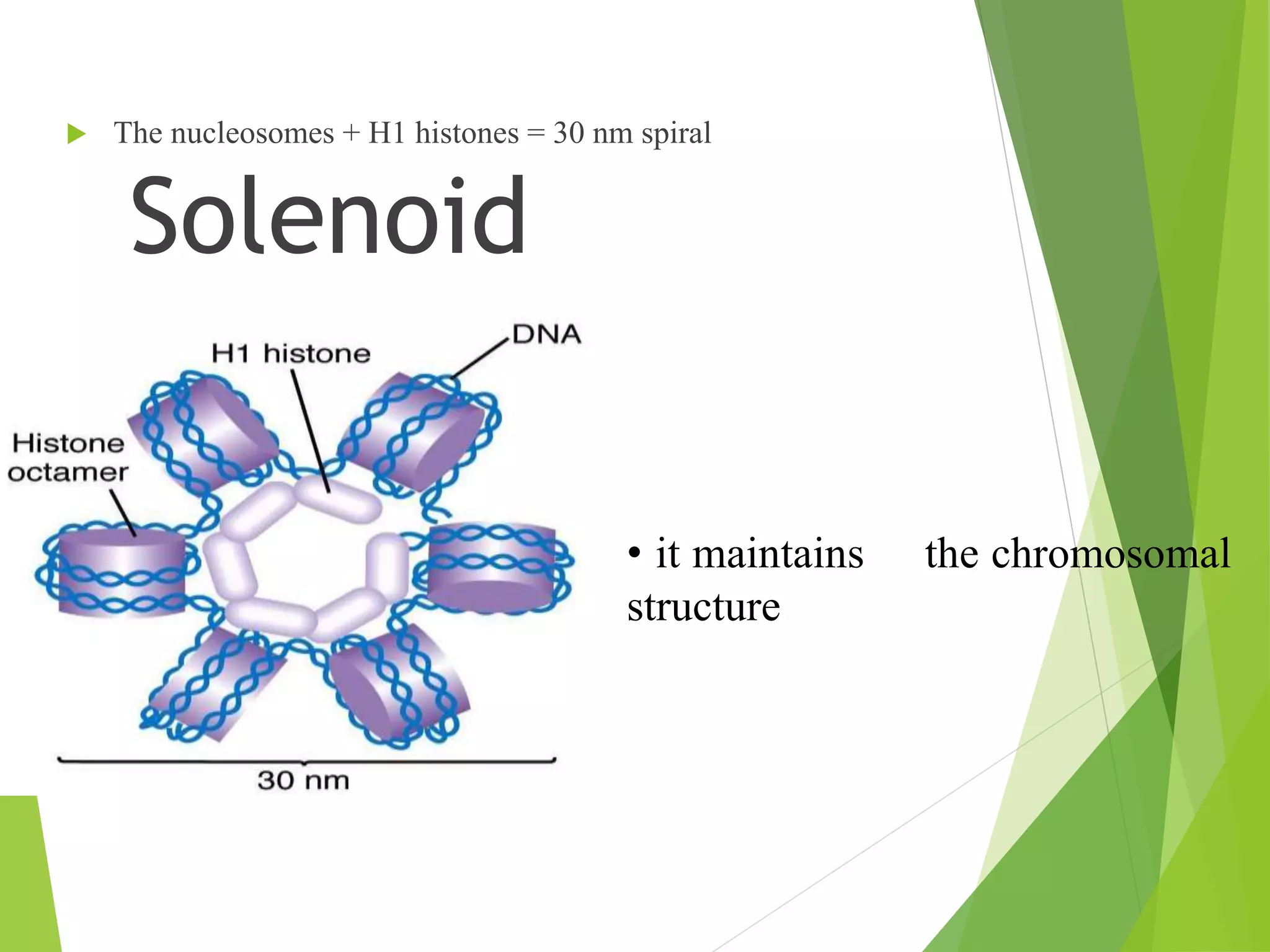 Histone protein | PPTX