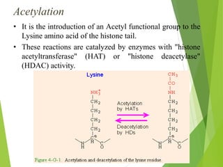 Histone Acetylation Lysine