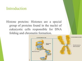 Histone Definition