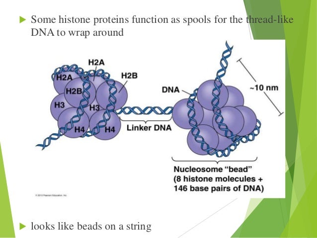 Histone protein