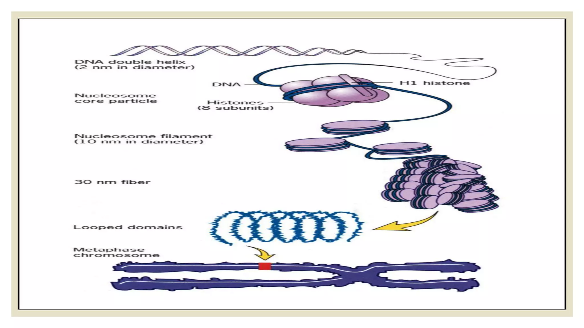 Histones | PPTX