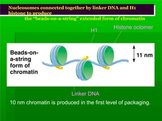 chromosome and genetics | PPTX | Genetics | Science