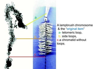 chromosome and genetics | PPTX | Genetics | Science