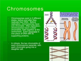 chromosome and genetics | PPTX | Genetics | Science
