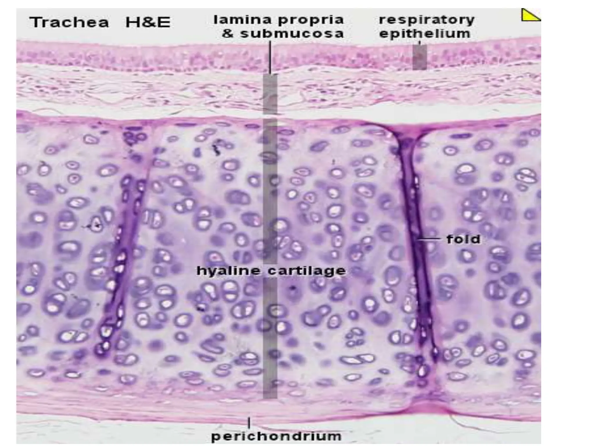 Histology lecture ..Cartilage tissue.pptx