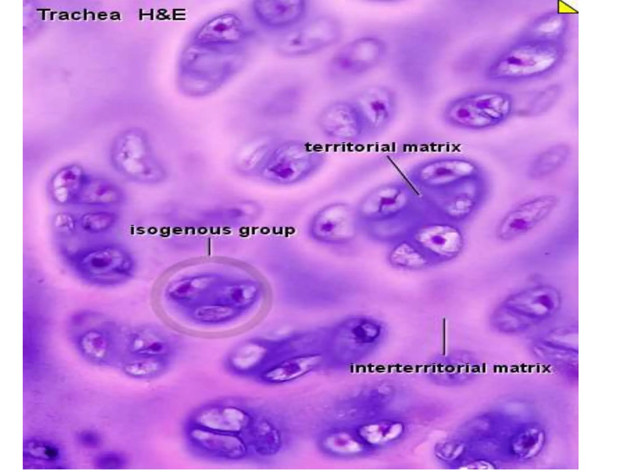 Histology lecture ..Cartilage tissue.pptx