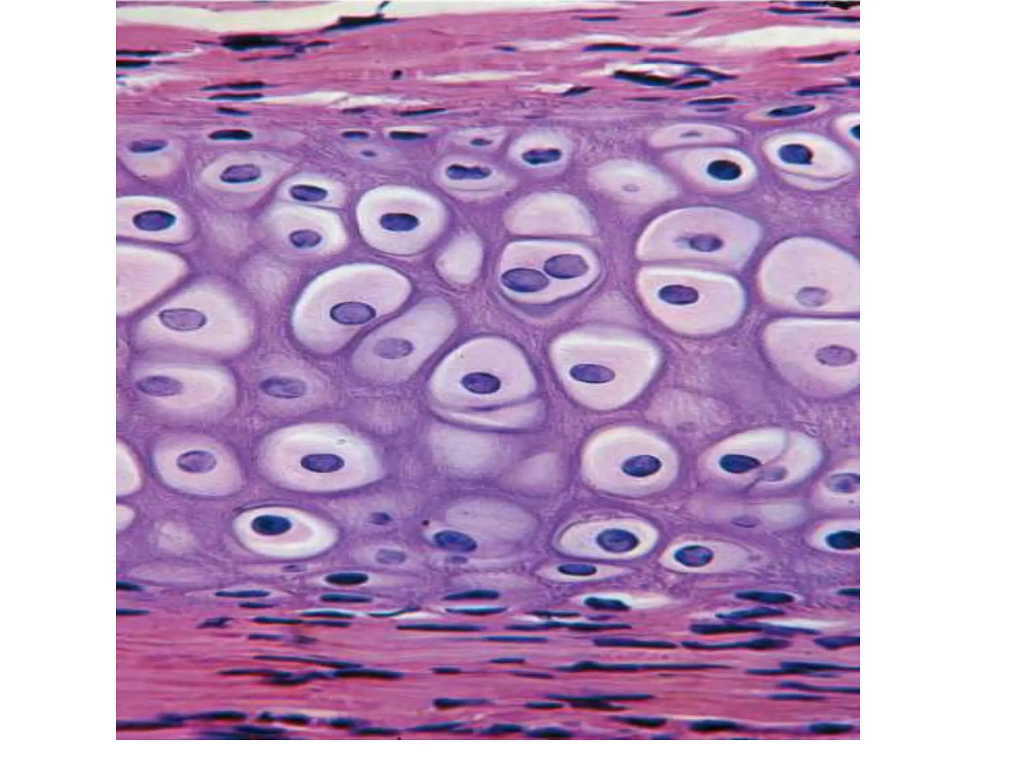 Histology lecture ..Cartilage tissue.pptx
