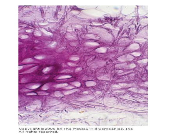 Histology lecture ..Cartilage tissue.pptx