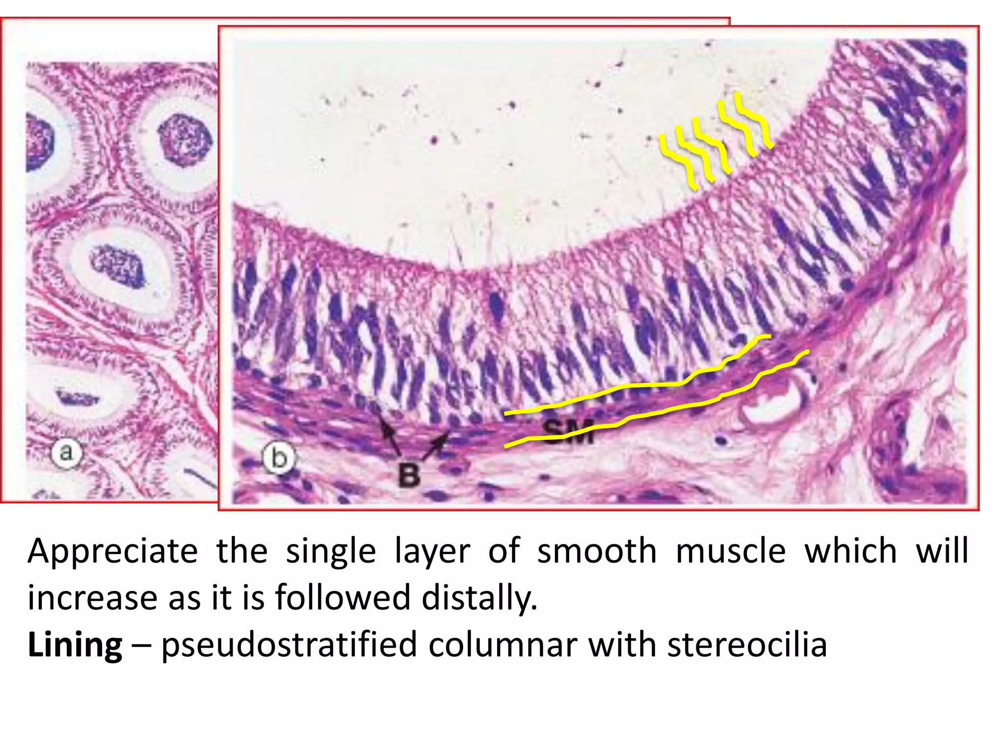 Histology of male reproductive system | PDF