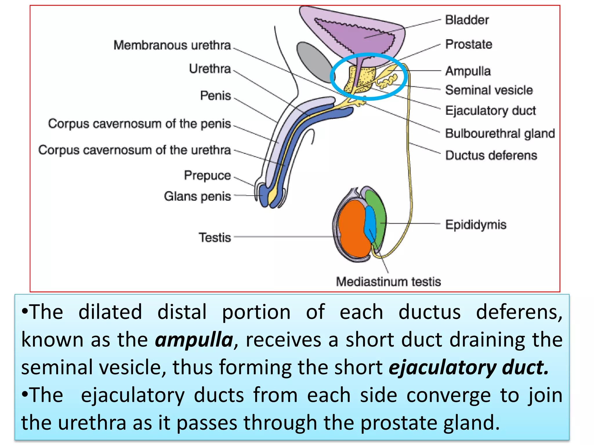 Histology of male reproductive system | PDF