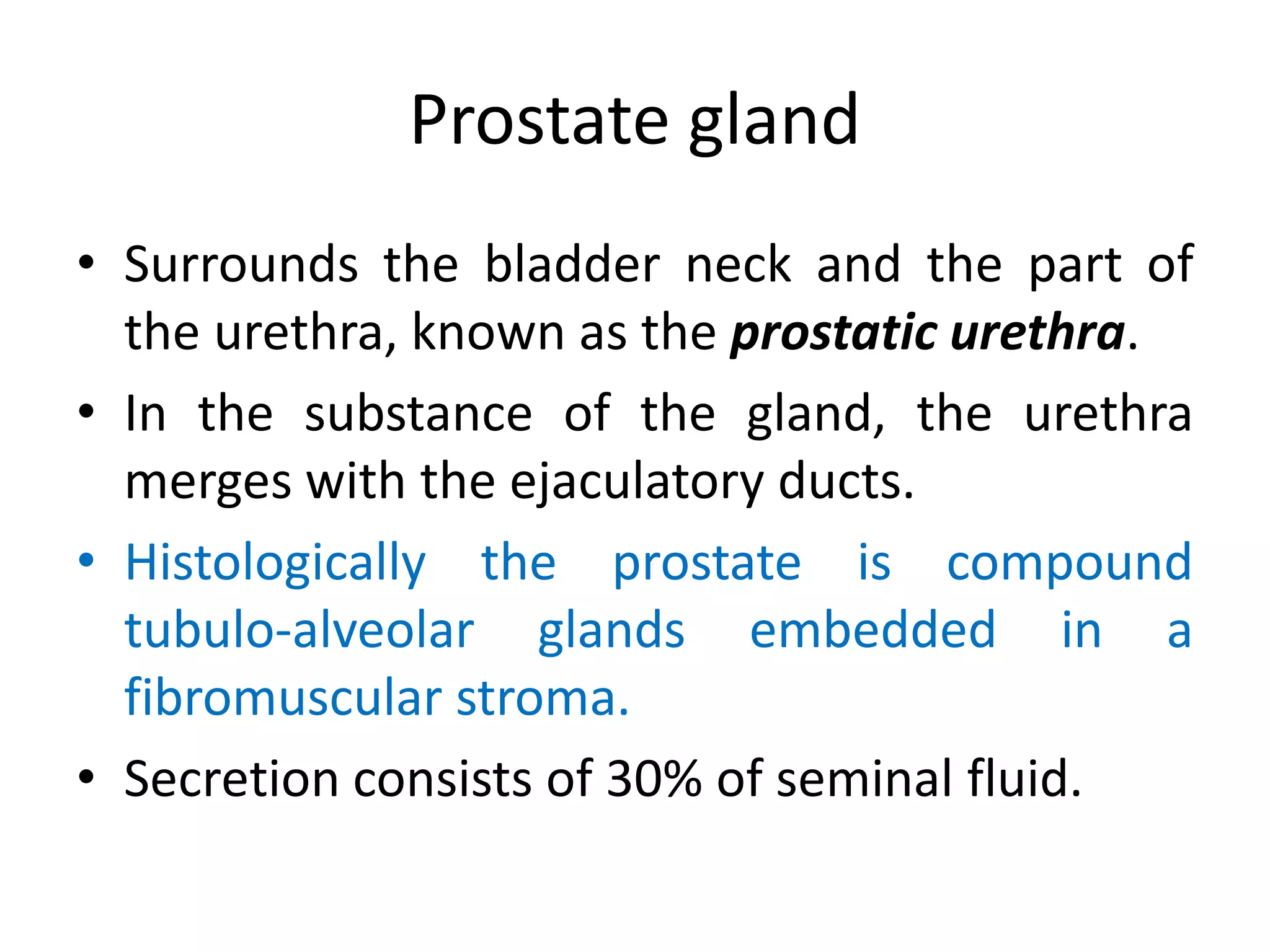 Histology of male reproductive system | PDF
