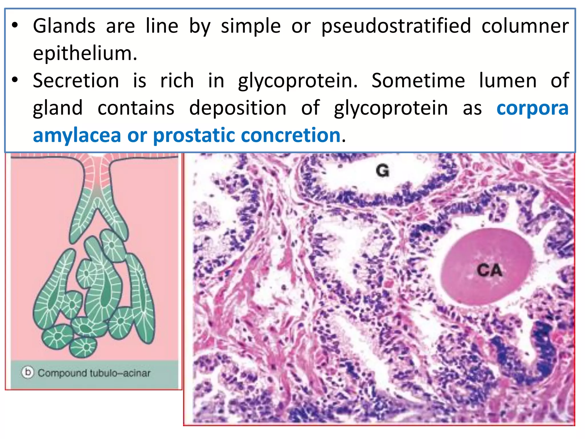 Histology of male reproductive system | PDF