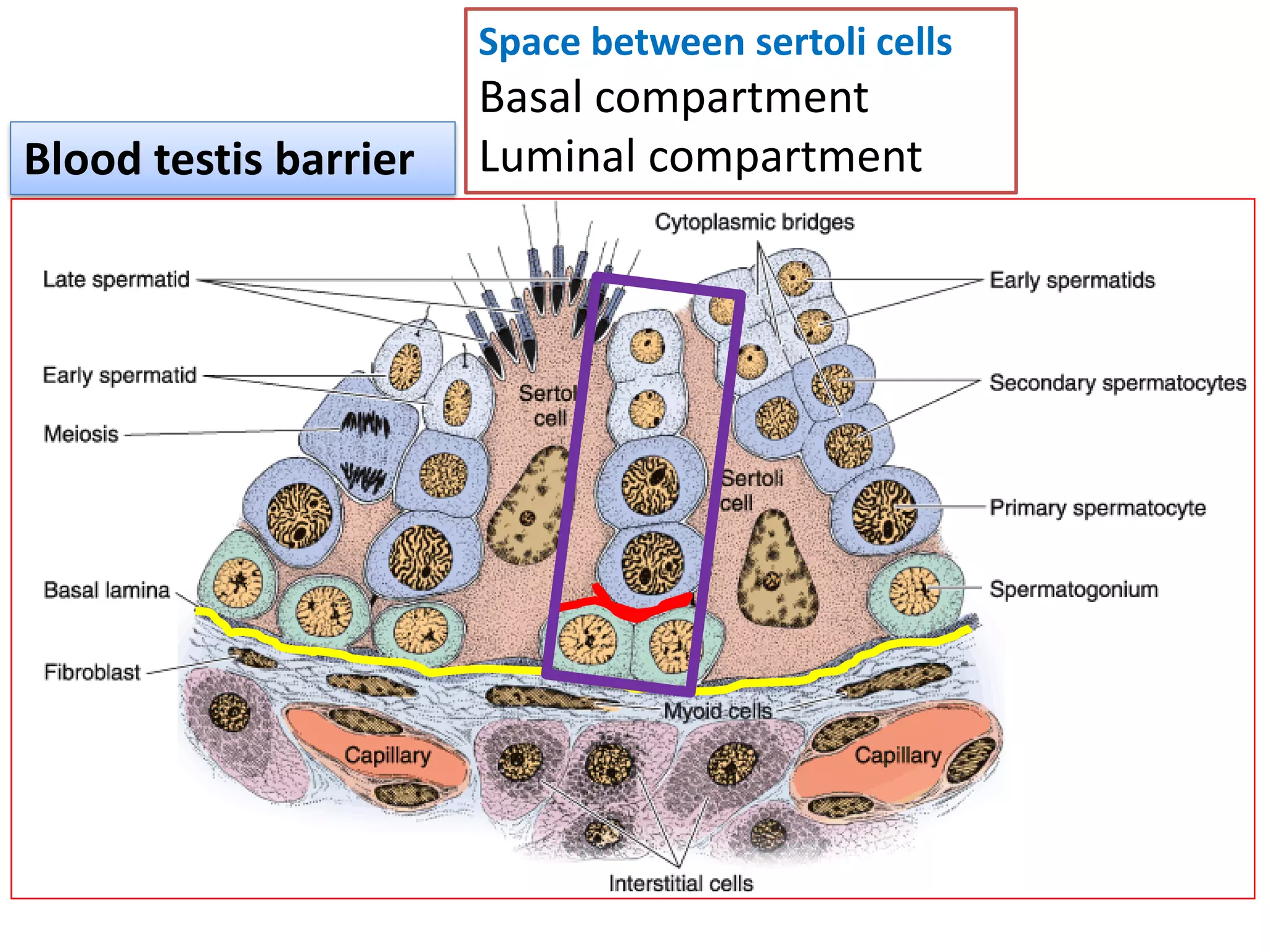 Histology of male reproductive system | PDF