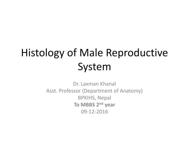 Histology of male reproductive system | PDF | Sexual Conditions ...