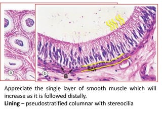 Histology of male reproductive system | PDF