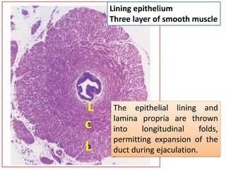 Histology of male reproductive system | PDF