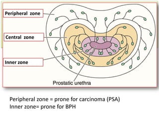 Histology of male reproductive system | PDF