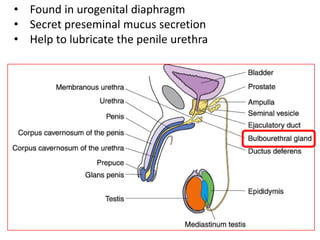 Histology of male reproductive system | PDF