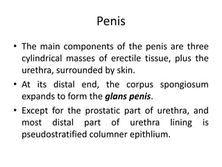 Histology of male reproductive system | PDF