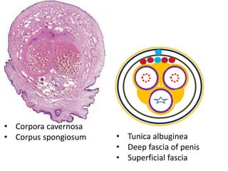 Corpus Spongiosum Histology