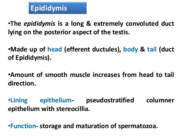 Epididymis Function