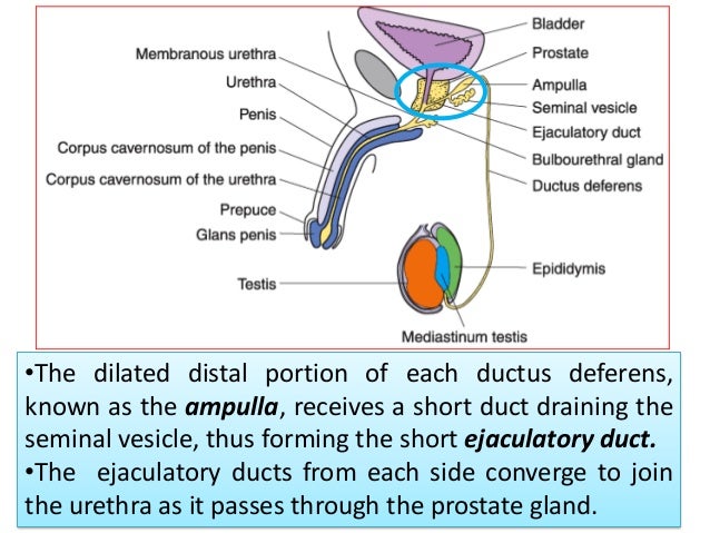 Histology of male reproductive system