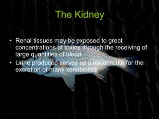 Histopathological Kidney Honours Powerpoint | PPT