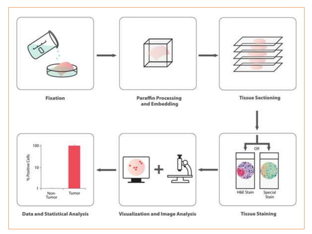Histopathological techniques -sectioning, STAINING, EMBEDDING, fixaton ...