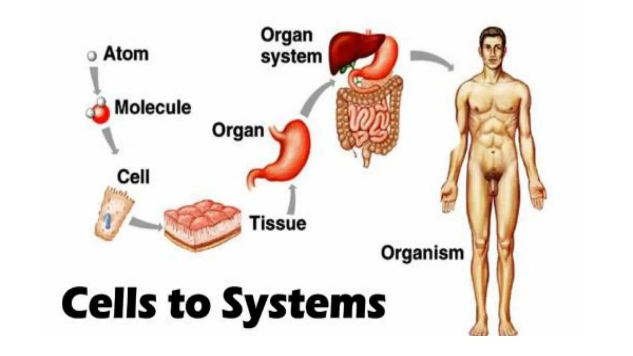 HistoPathology Ppt. Arshita Gupta for Diploma | PDF