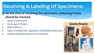 HistoPathology pdf.. Arshita Gupta lab technician | PDF