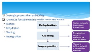 HistoPathology pdf.. Arshita Gupta lab technician | PDF