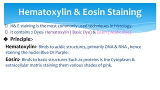 HistoPathology pdf.. Arshita Gupta lab technician | PDF