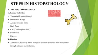 Histopathology introduction | PPTX