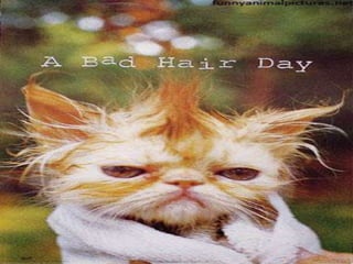 Bad Hair Day Cat Poster