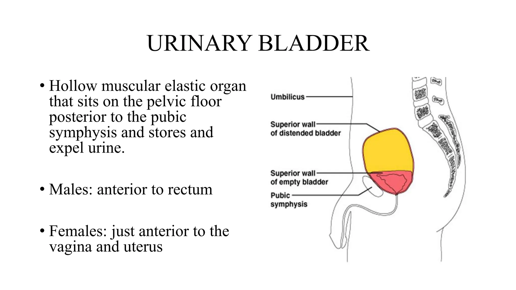 histopathology of bladder and urethra.pptx