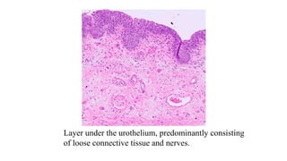 histopathology of bladder and urethra.pptx