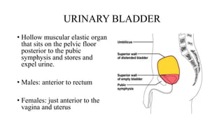 histopathology of bladder and urethra.pptx
