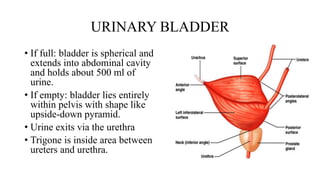histopathology of bladder and urethra.pptx