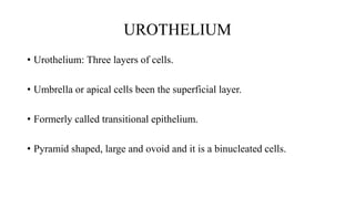 histopathology of bladder and urethra.pptx