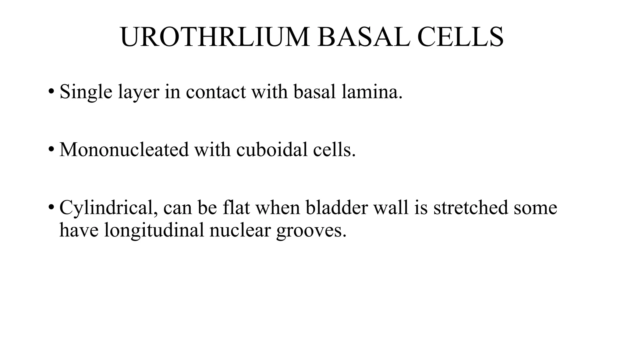 histopathology of bladder and urethra.pptx