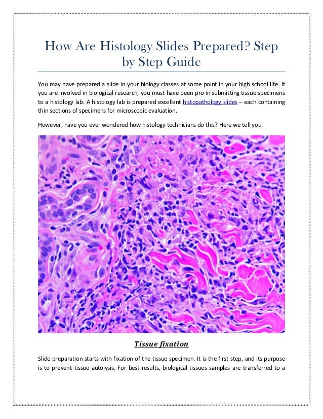 Histology Slide Guide