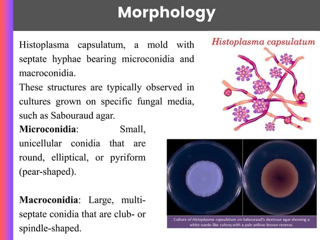 Medically Important Histoplasma species .pptx
