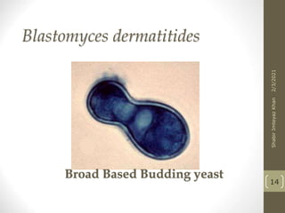 Blastomyces dermatitidis & Histoplasma capsulatum | PPT | Free Download