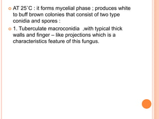 Histoplasmosis | | Systematic mycoses | | | PPT