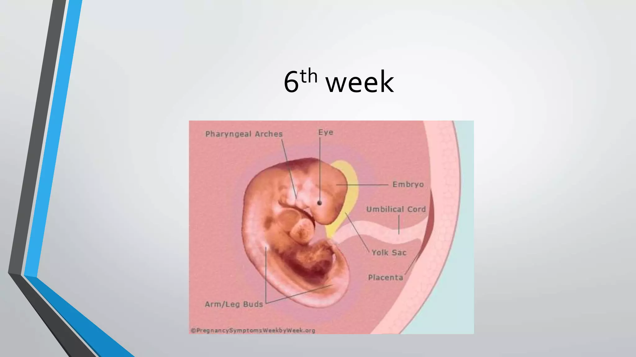 4th to 8th week of human development | PPTX