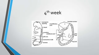 4th to 8th week of human development | PPTX
