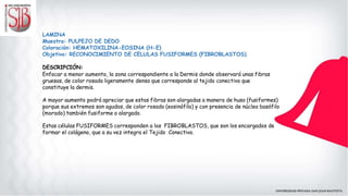 HISTO PRACTICA CICLO II practica 1.pptx