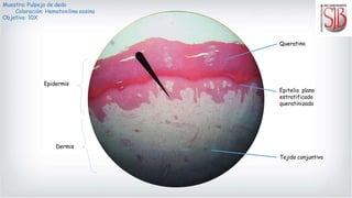 HISTO PRACTICA CICLO II practica 1.pptx