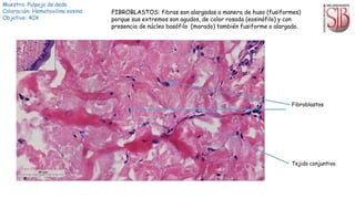 HISTO PRACTICA CICLO II practica 1.pptx