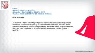 HISTO PRACTICA CICLO II practica 1.pptx